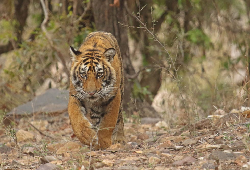 ANTI POACHING Archives - Tiger Watch