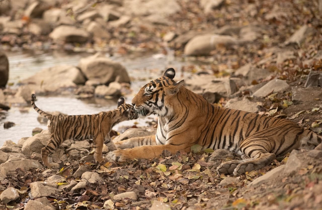 Tiger Monitoring - Tiger Watch