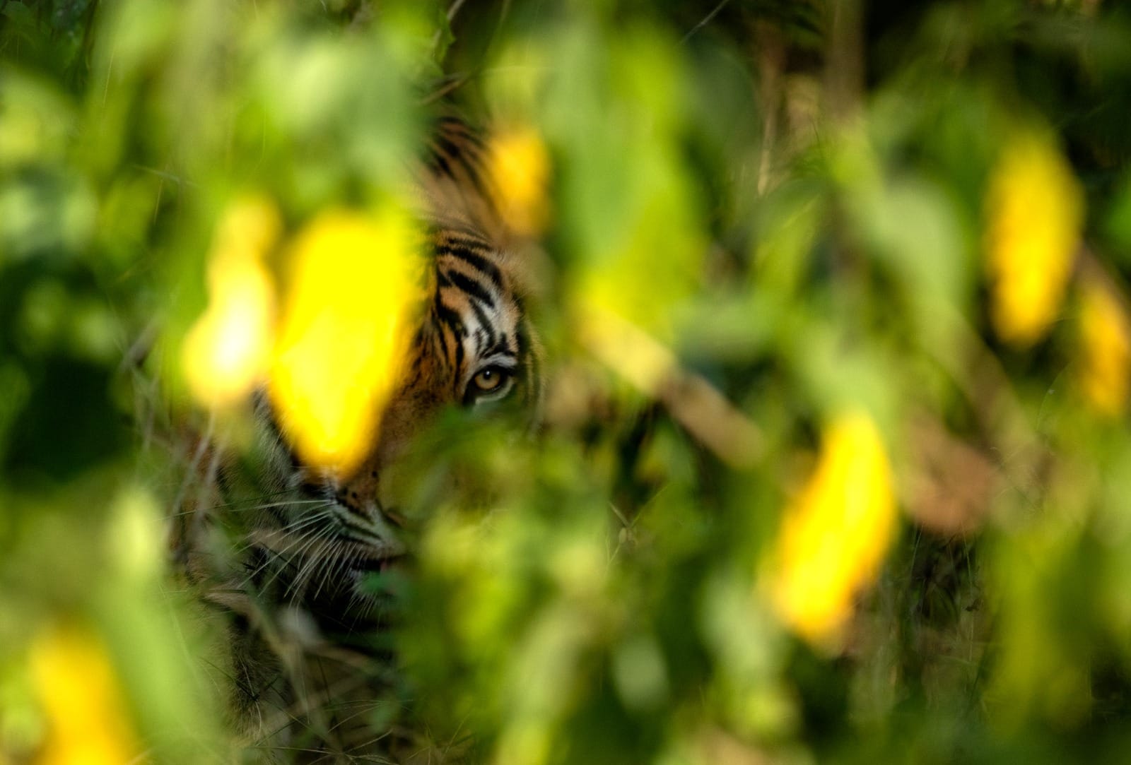 Uncovering the Mystery of Ranthambhore's Missing Tigers - Tiger Watch