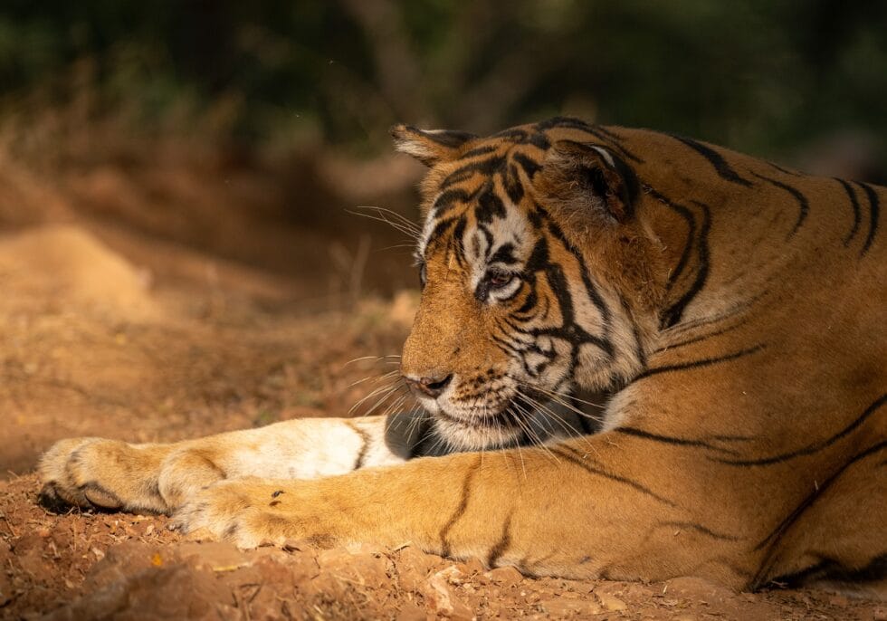 Ecology Notes 1: Why Are the Bodies of Naturally Deceased Tigers Rarely ...