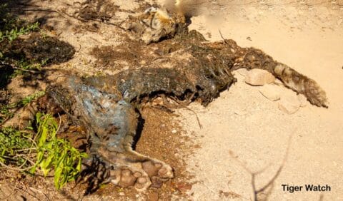 Ecology Notes 1: Why Are the Bodies of Naturally Deceased Tigers Rarely ...